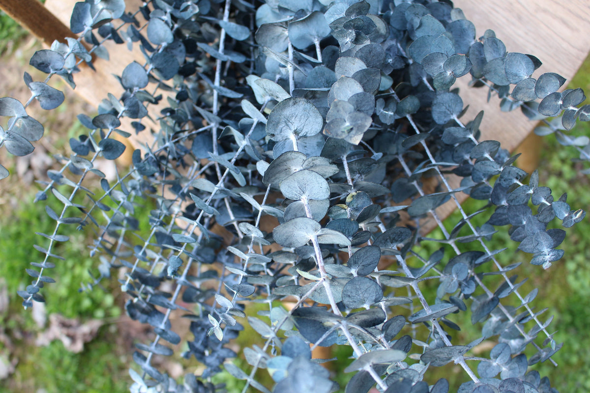 Frosted Blue Spiral Eucalyptus, preserved eucalyptus, greenery for bou – Sola Flower Store