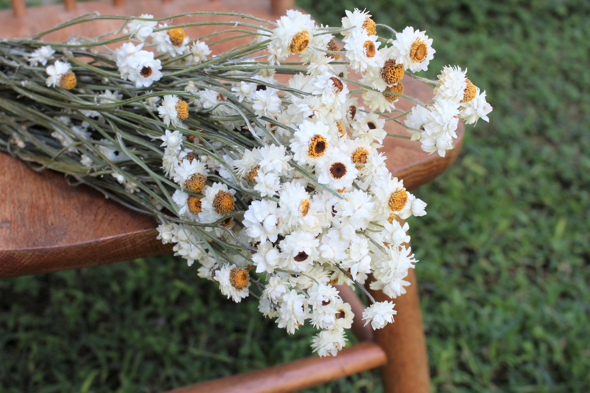 White dried flowers store
