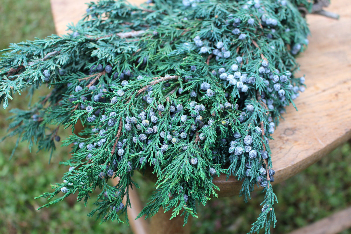 Preserved Juniper Berry Winter Greenery, Fragrant – Sola Flower Store