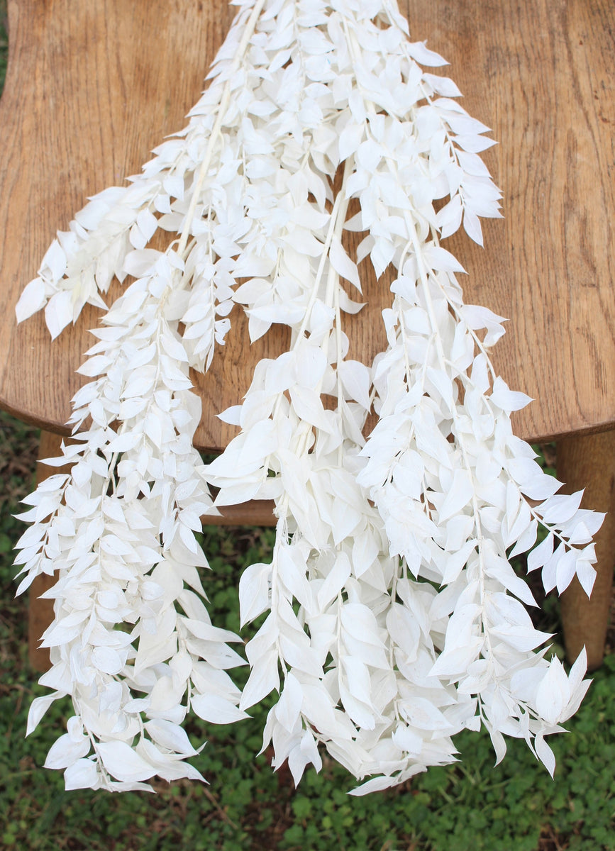 Premium Bleached White Italian Ruscus - 5 stems/Bleached Flowers/ Pres ...