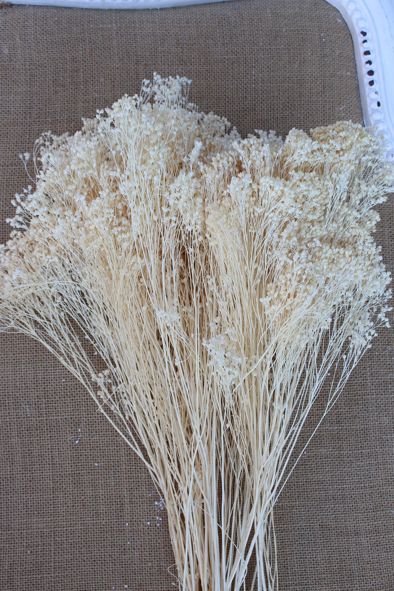 Bleached Broom Bloom Filler Cream Color/ Bouquet Filler – Sola Flower Store