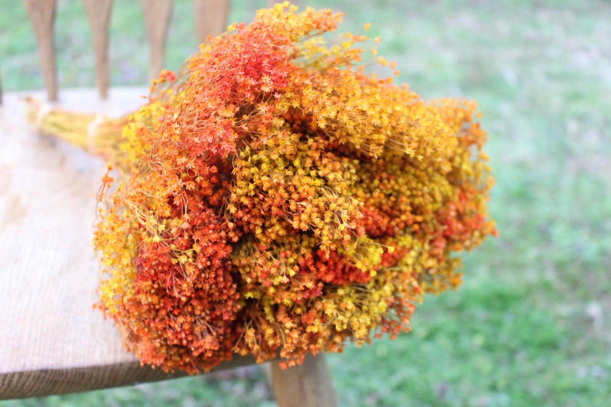 Orange and Mustard Yellow Broom Bloom Filler/ Bouquet Filler – Sola ...