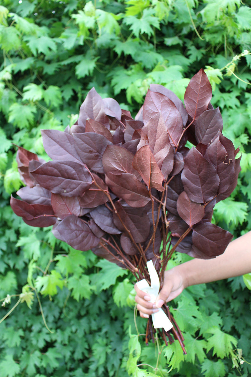 Salal Lemon Leaf- Burgundy Greenery – Sola Flower Store