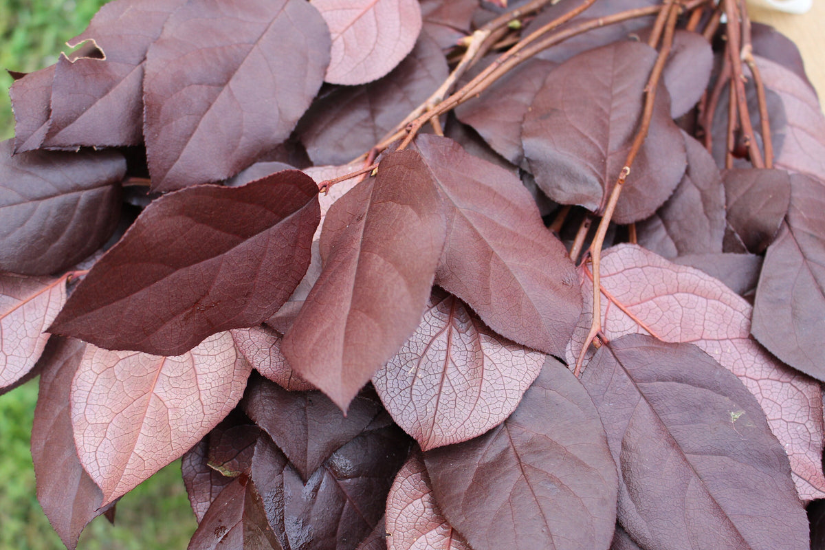 Salal Lemon Leaf- Burgundy Greenery – Sola Flower Store