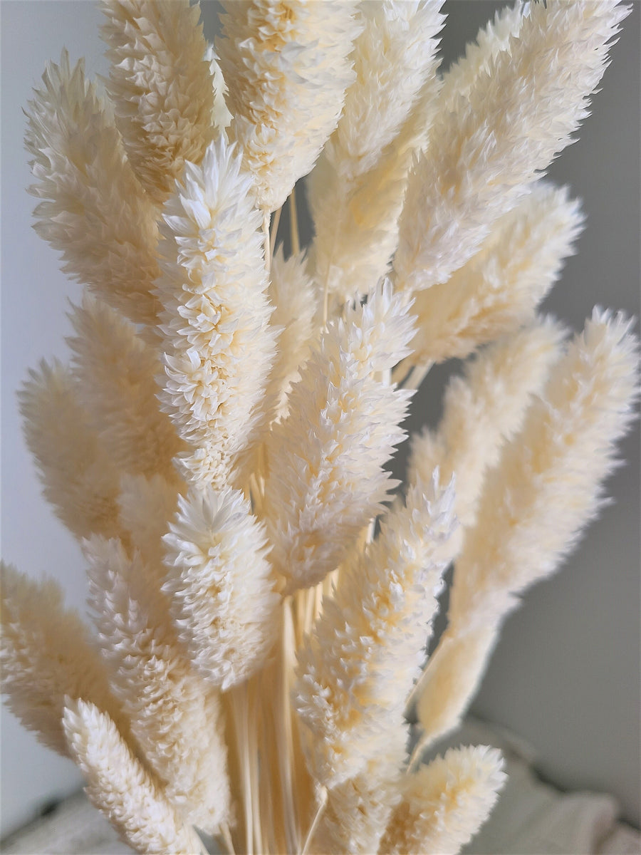 Ivory/ Cream Phalaris- Textured Bunny Tails - Phalaris Grass Tails - C ...