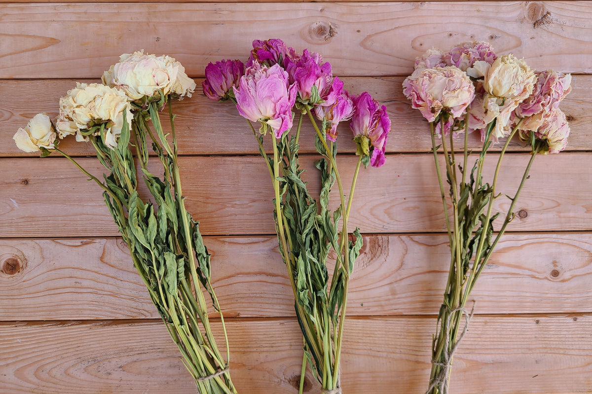 Dried peonies for weddings, dried peony bouquet, dried peony bunch, dr ...